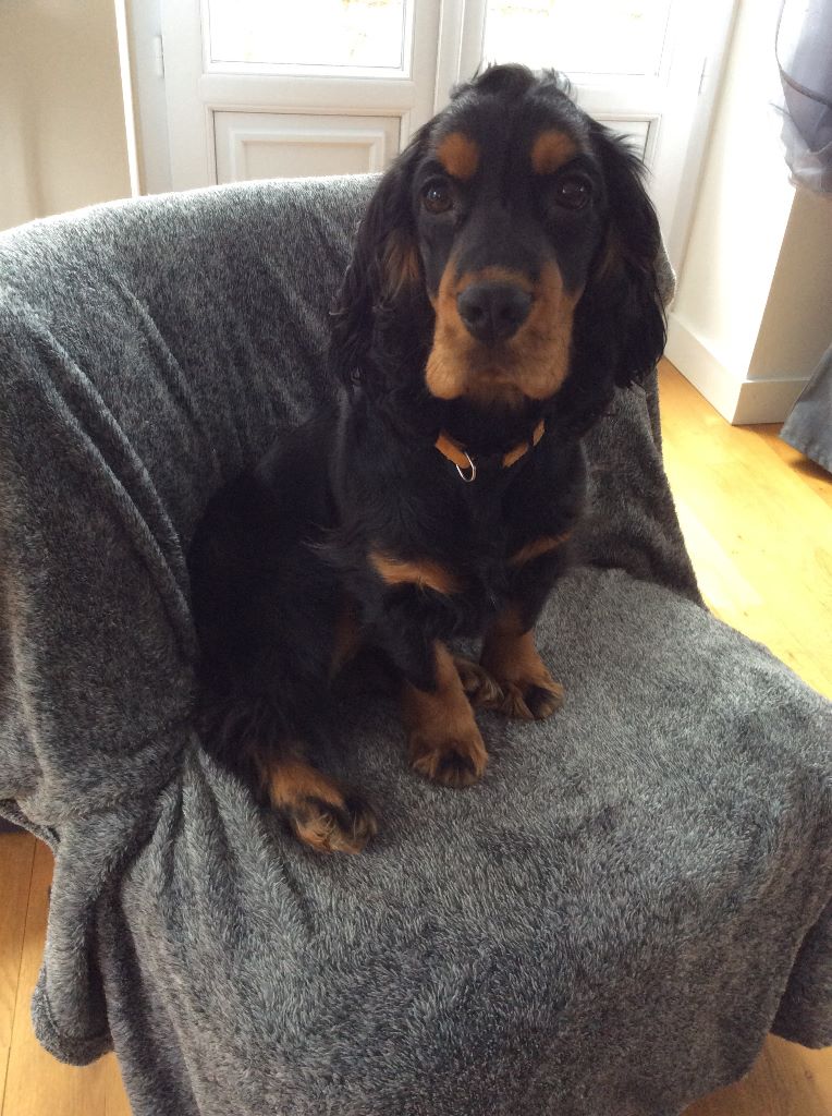 Accueil - Elevage Des Cockers Du Haut Pilat - eleveur de chiens Cocker ...